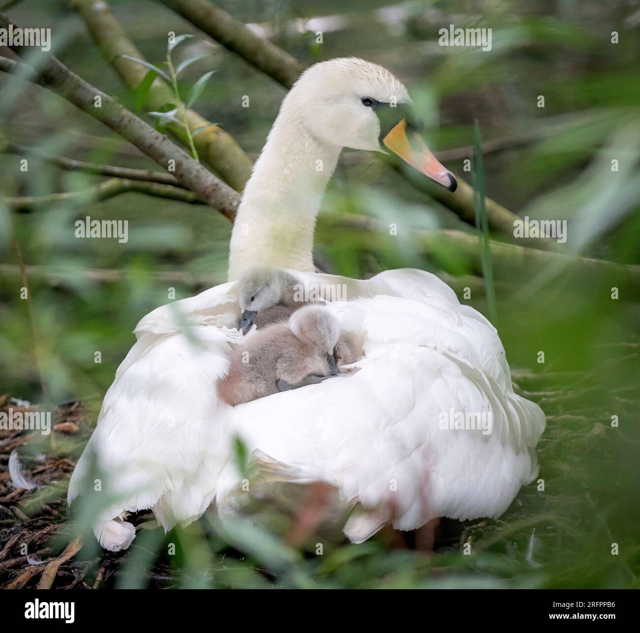 Cigni in natura immagini e fotografie stock ad alta risoluzione - Alamy