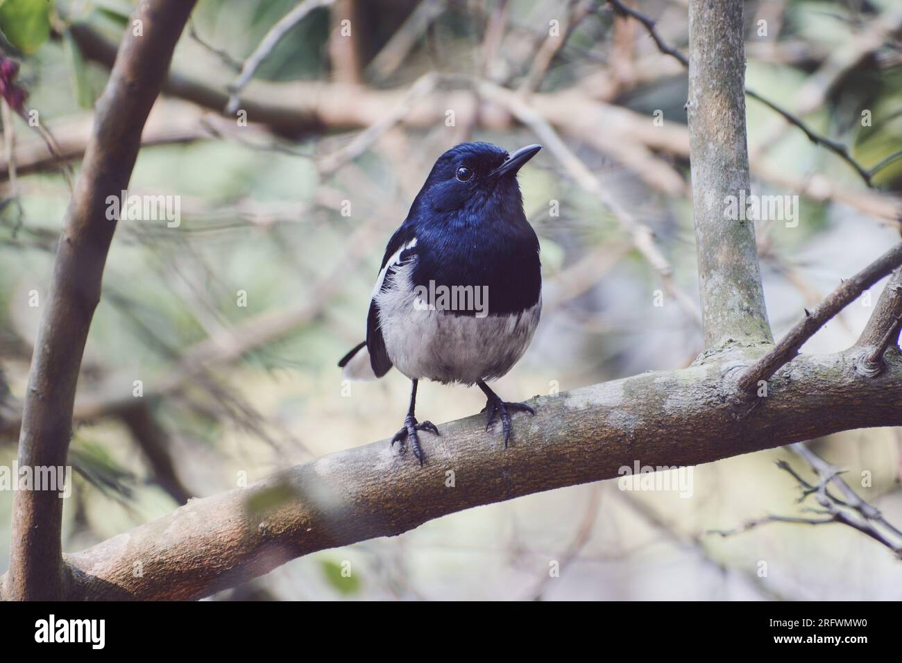 National bird of bangladesh immagini e fotografie stock ad alta risoluzione - Alamy