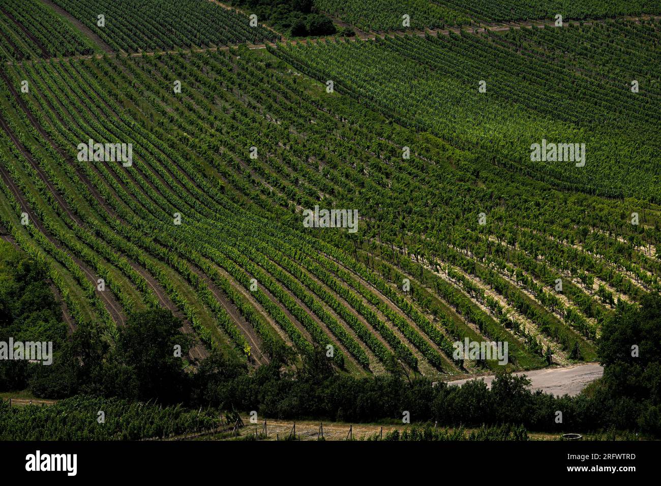 Vigneti sketch immagini e fotografie stock ad alta risoluzione - Alamy