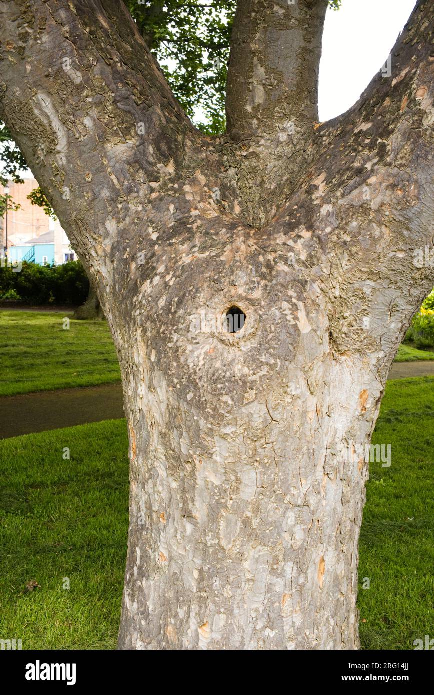 Nido di uccello nel buco nella struttura ad albero immagini e ...