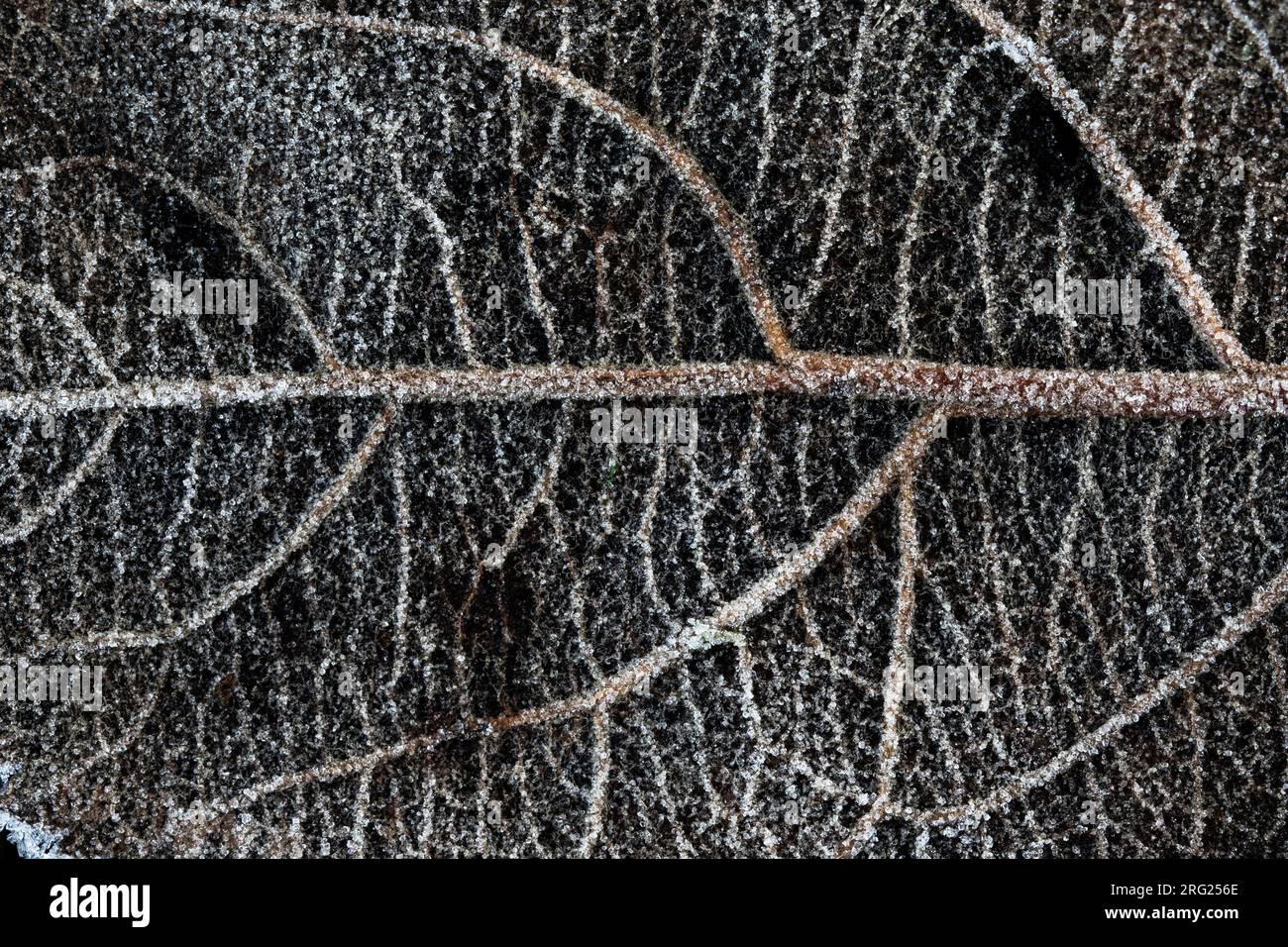 Nervatura foglia immagini e fotografie stock ad alta risoluzione - Alamy