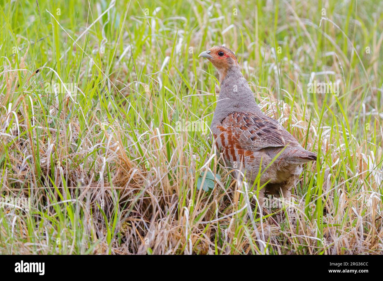 Pernice grigia perdix perdix adulto maschio immagini e fotografie stock ad alta risoluzione - Alamy