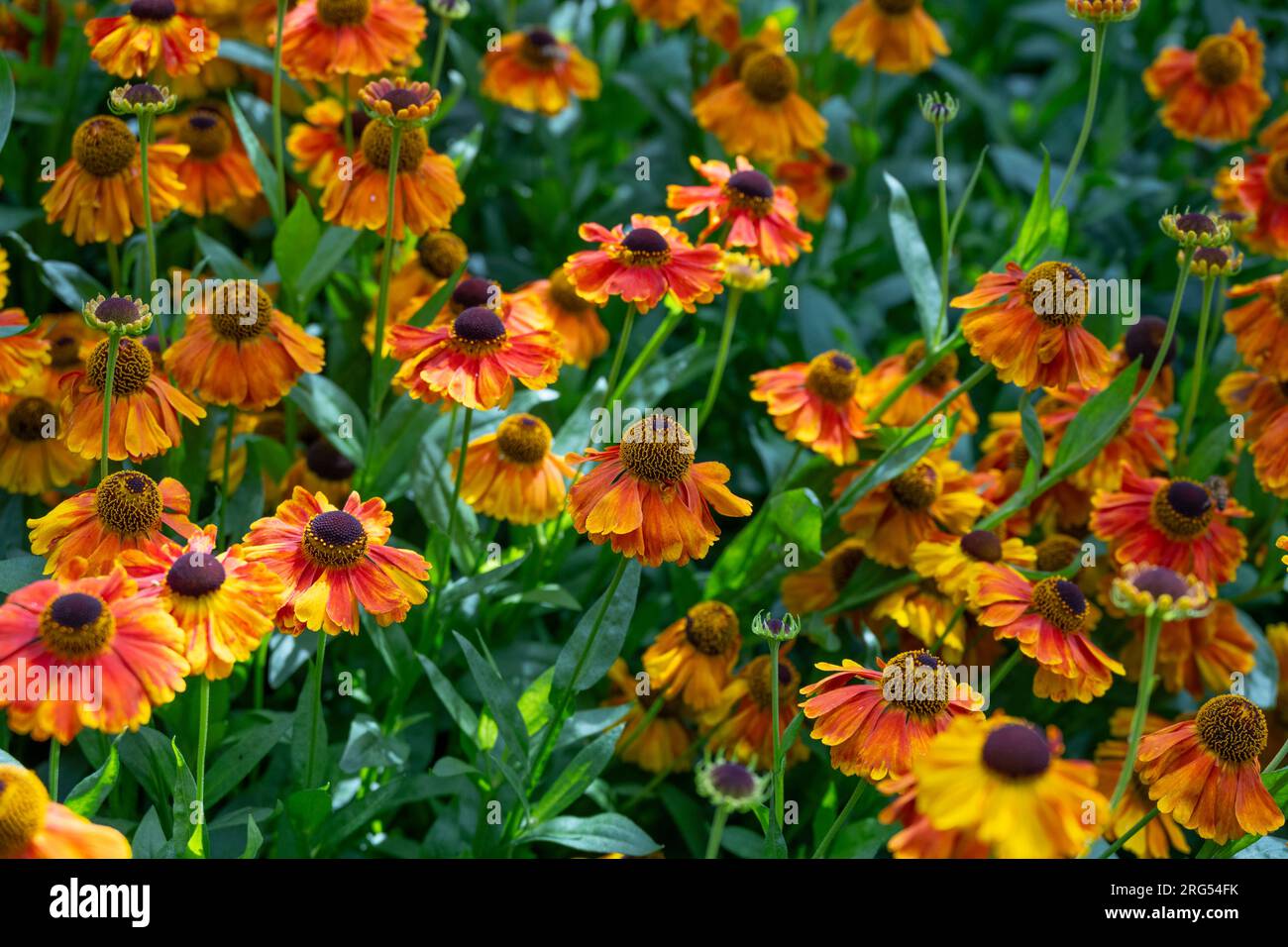 Helenium blütenkopf immagini e fotografie stock ad alta risoluzione - Alamy