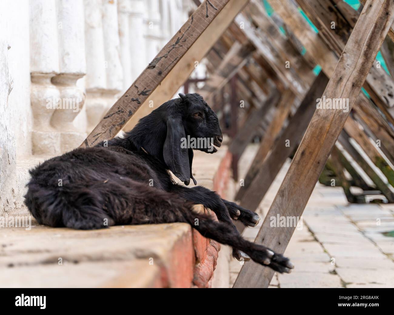 Nepal kathmandu dashain immagini e fotografie stock ad alta risoluzione ...