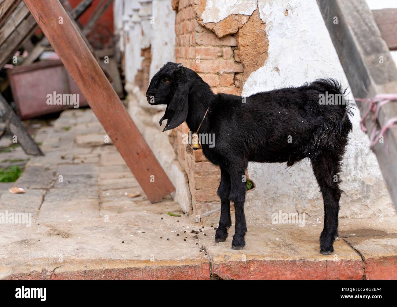 Nepal kathmandu dashain immagini e fotografie stock ad alta risoluzione ...