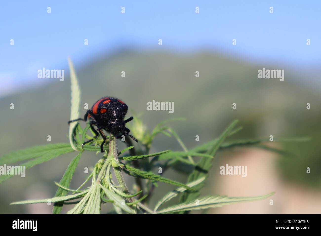 Micro insetti immagini e fotografie stock ad alta risoluzione - Alamy