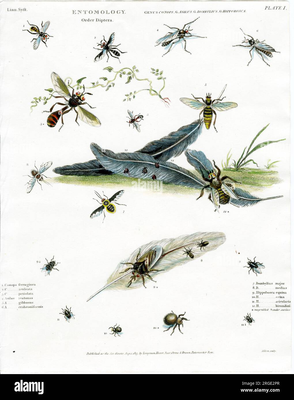 Entomologia storica immagini e fotografie stock ad alta risoluzione - Alamy