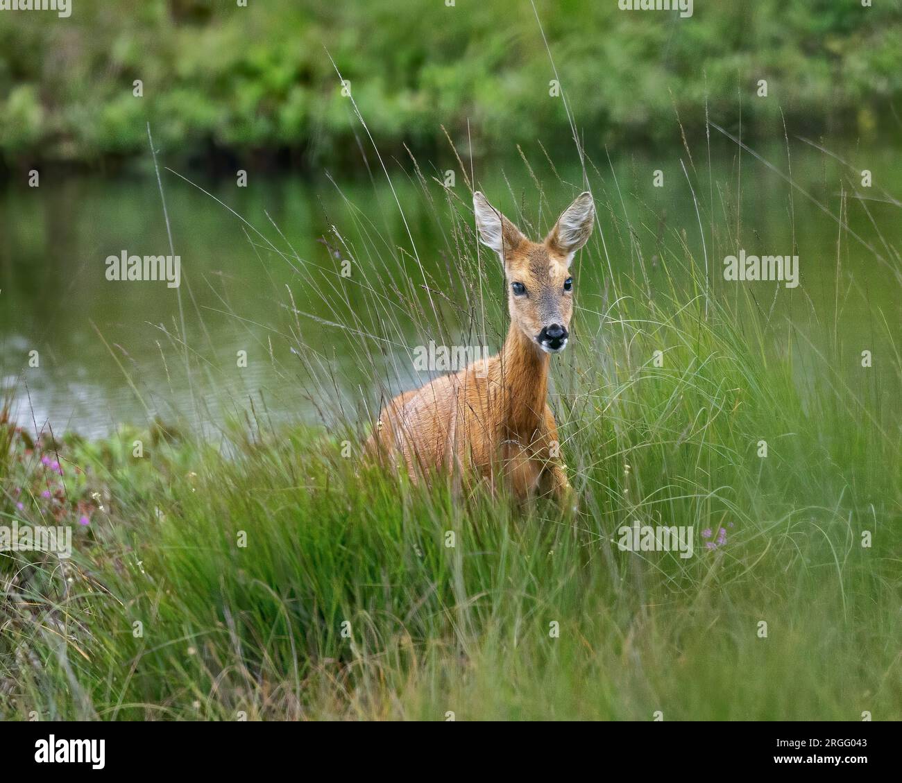 Thursley common immagini e fotografie stock ad alta risoluzione - Alamy
