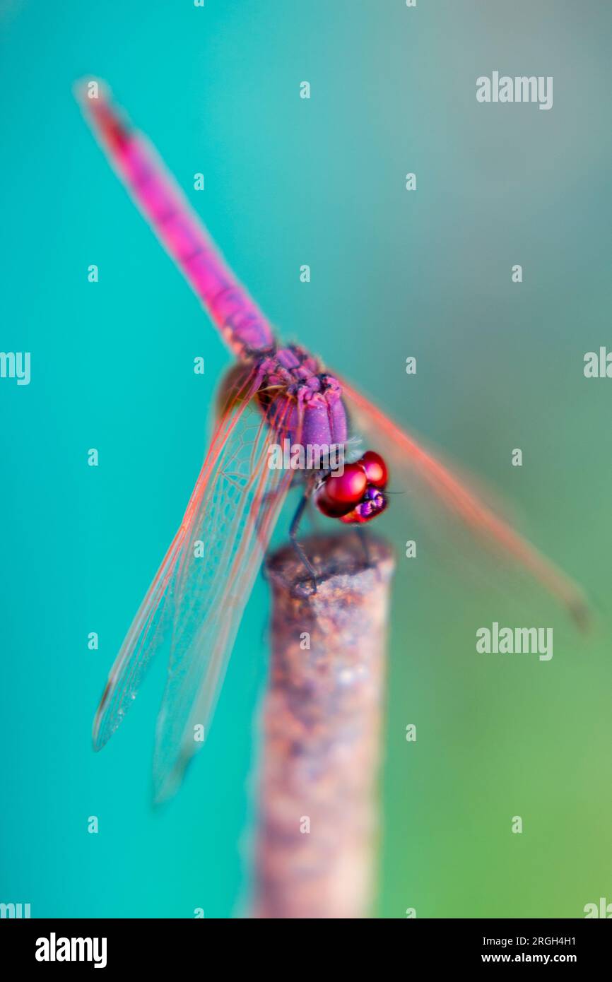 Libellula viola immagini e fotografie stock ad alta risoluzione - Alamy
