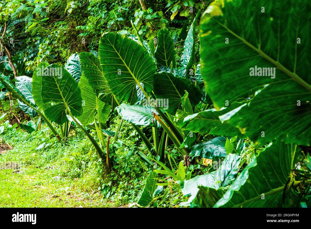 Giant taro immagini e fotografie stock ad alta risoluzione - Alamy