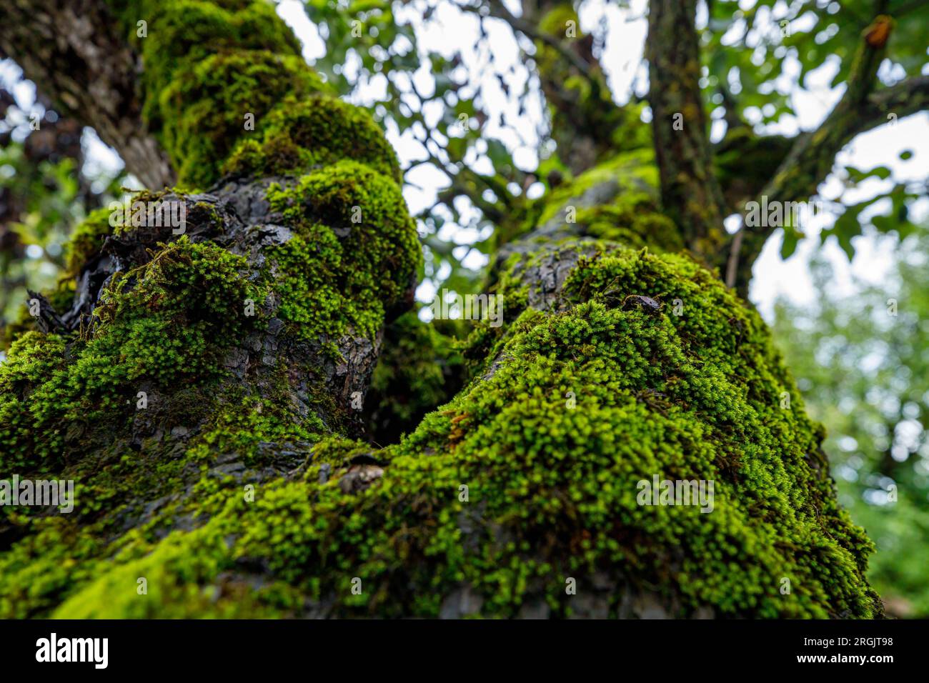 Muschio sul tronco immagini e fotografie stock ad alta risoluzione - Alamy