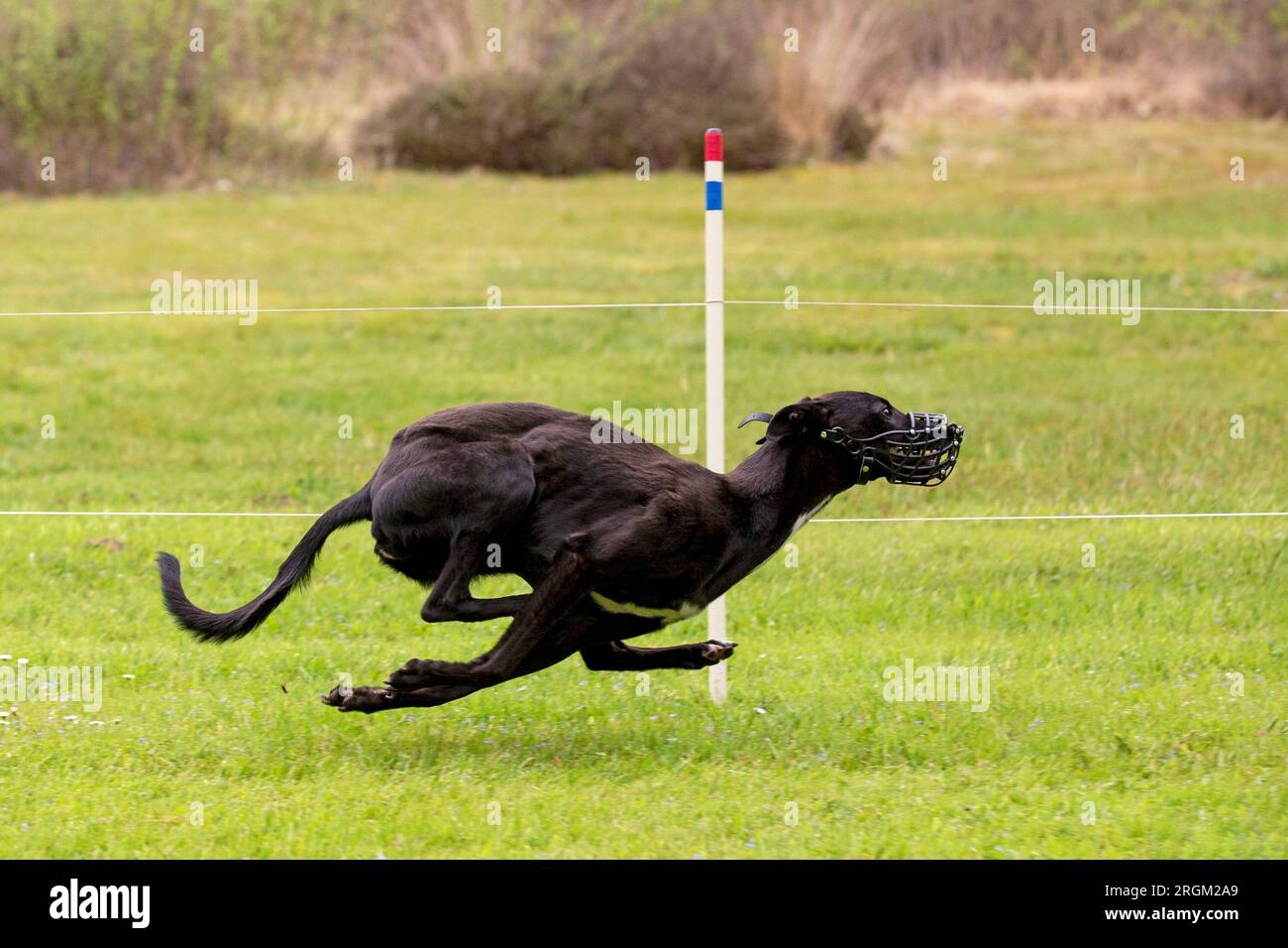 Greyhound cross immagini e fotografie stock ad alta risoluzione - Alamy