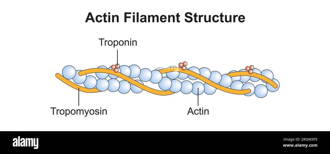 Filamento actina immagini e fotografie stock ad alta risoluzione - Alamy