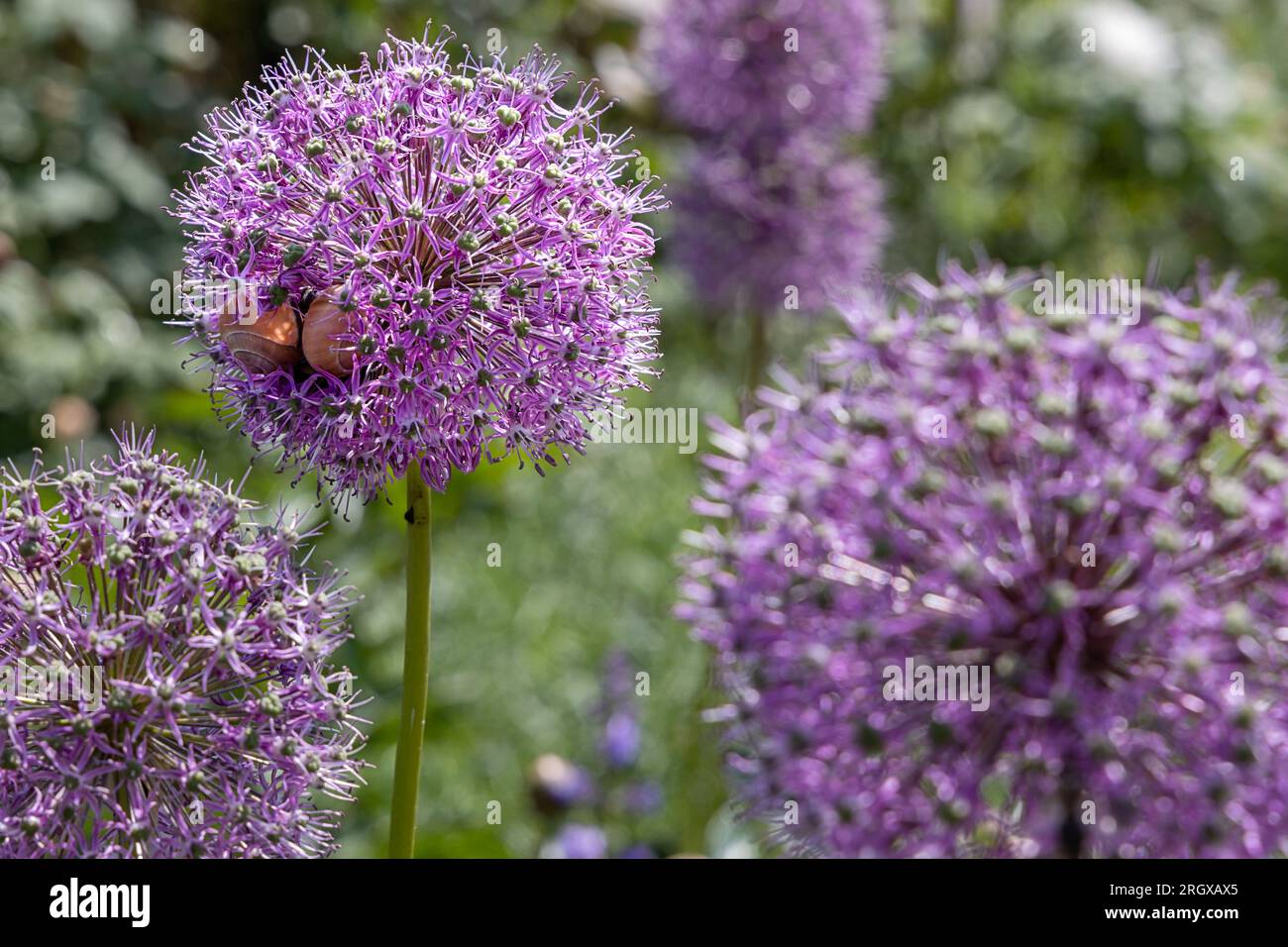 Palline grandi immagini e fotografie stock ad alta risoluzione - Alamy