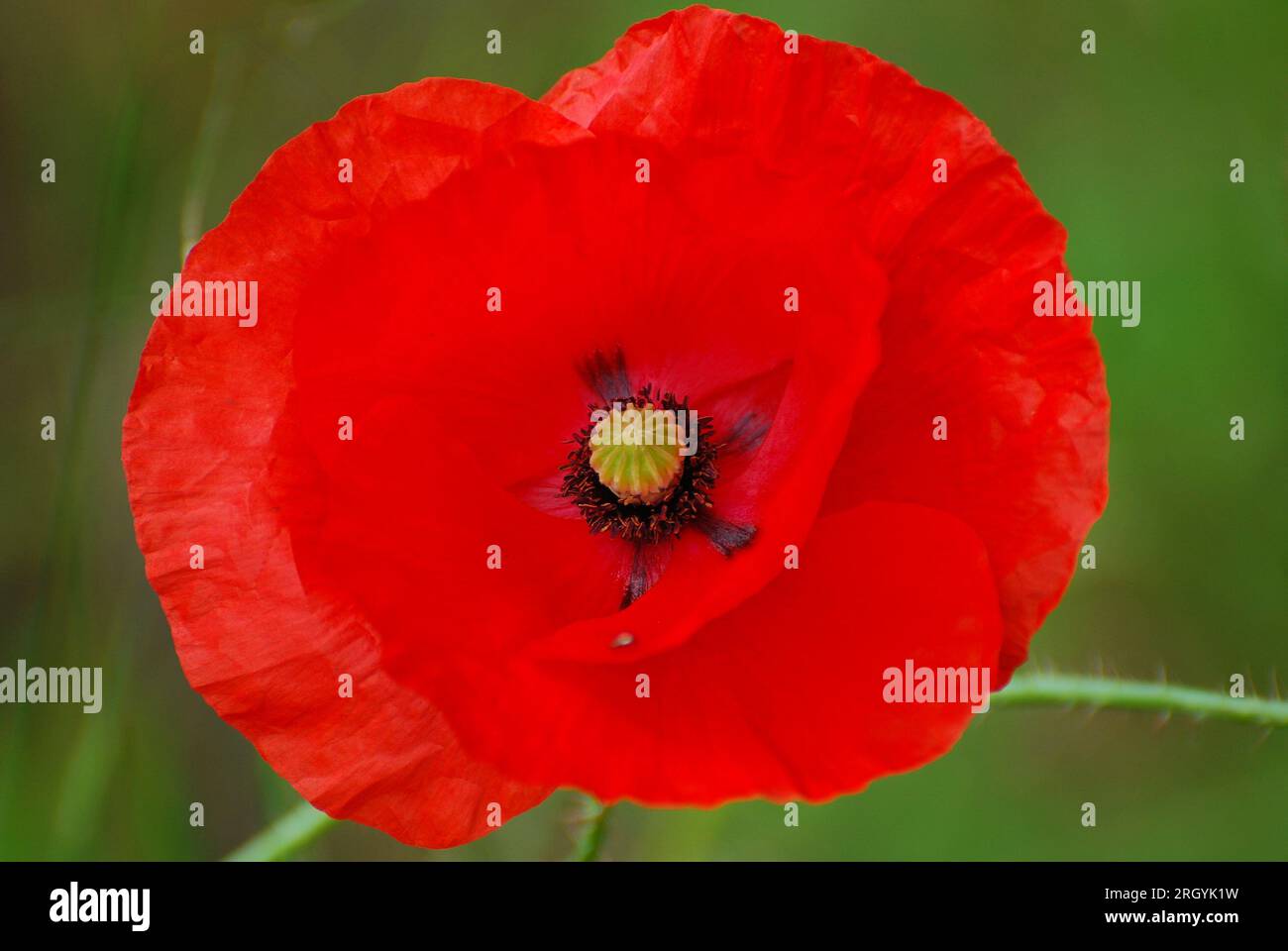 Lacrime di papavero immagini e fotografie stock ad alta risoluzione - Alamy