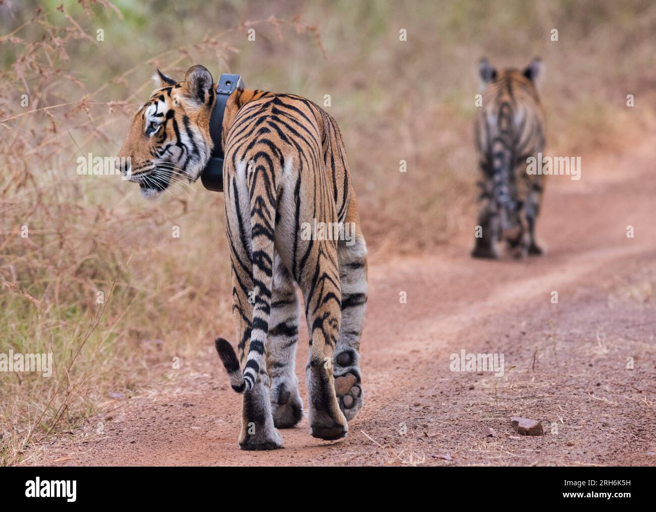 Riserva della tigre del karnataka immagini e fotografie stock ad alta ...