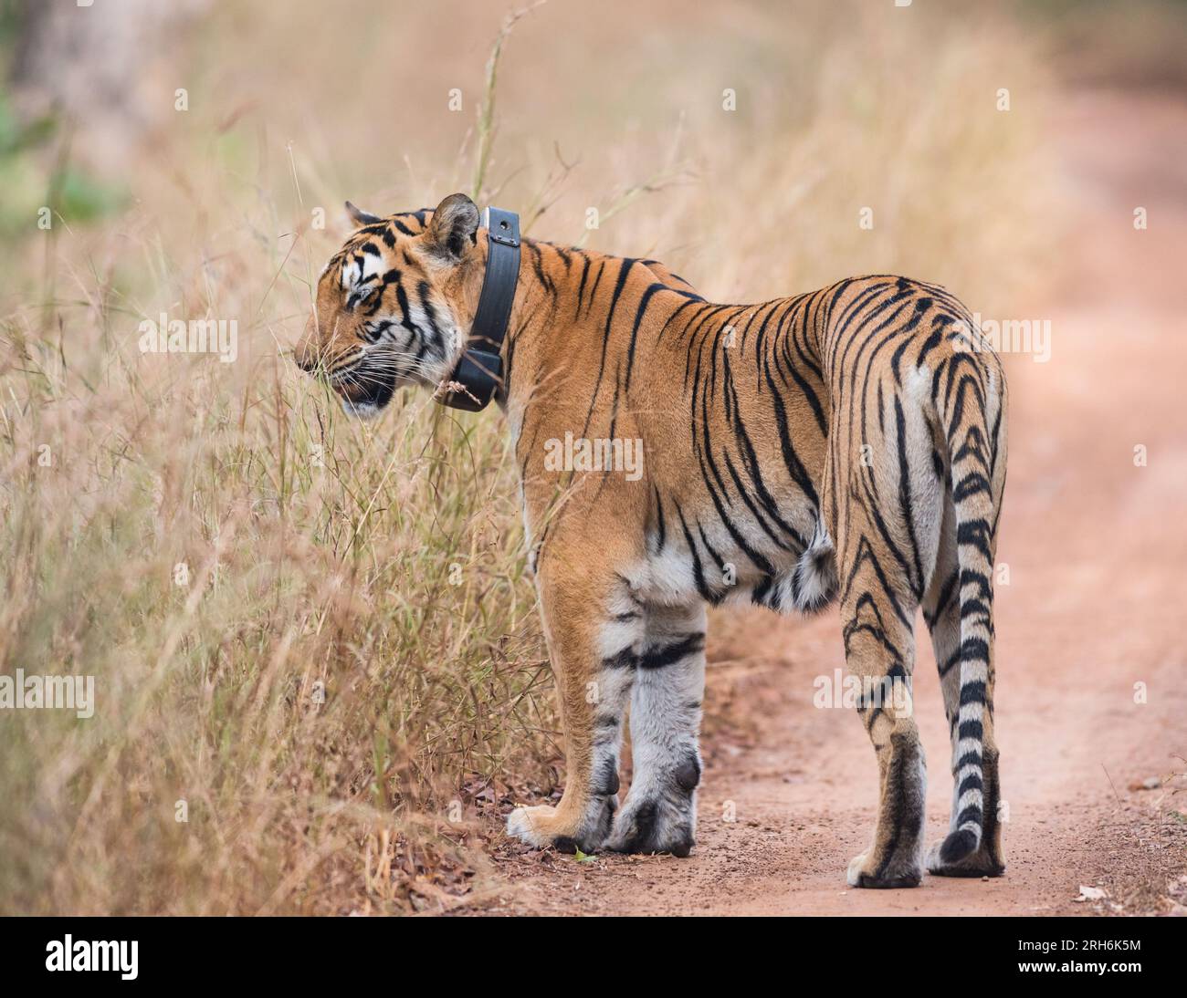 Riserva della tigre del karnataka immagini e fotografie stock ad alta ...
