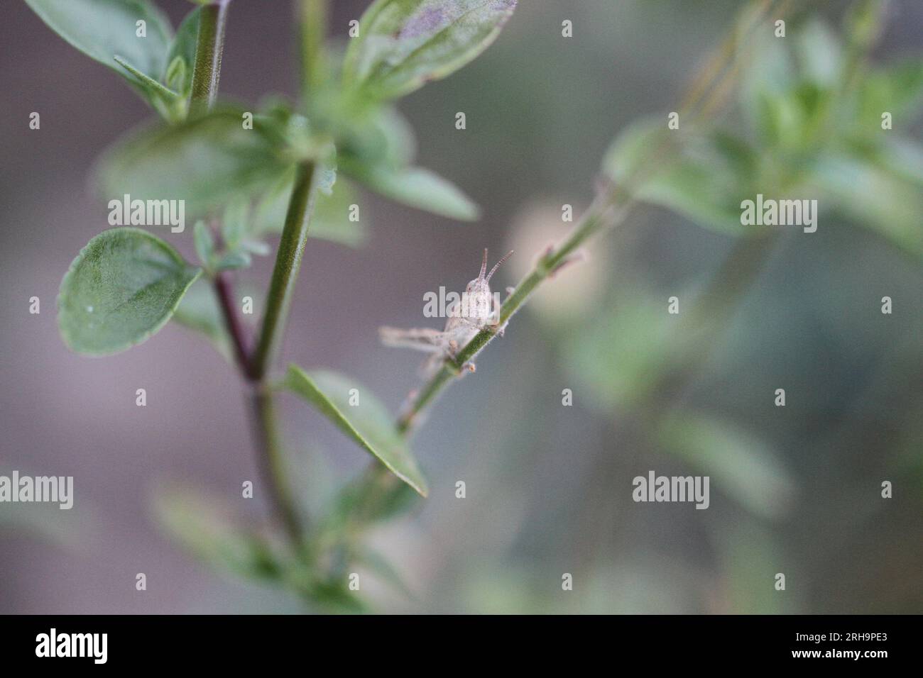 Mayflies aquatic insects immagini e fotografie stock ad alta ...