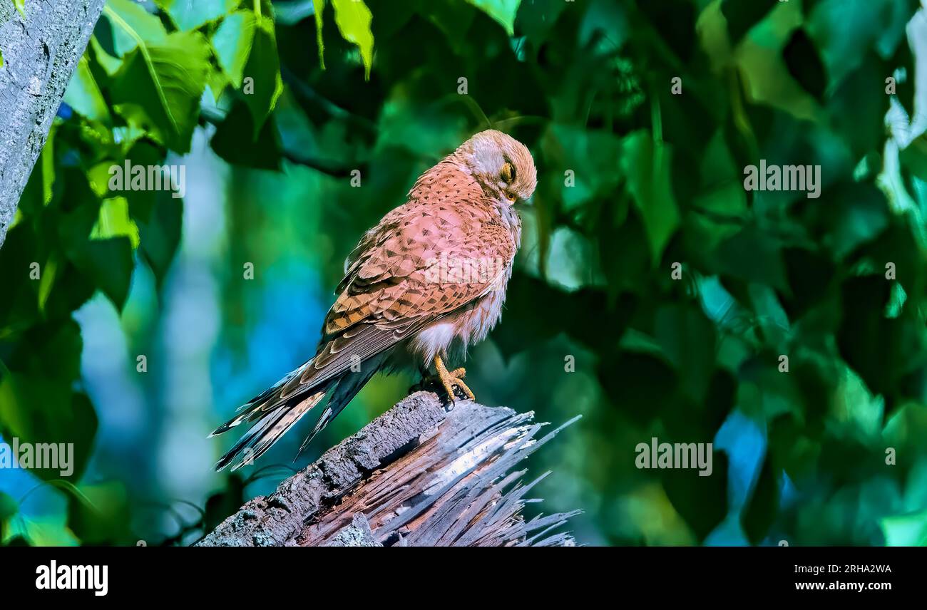 Maschio gheppio falco tinnunculus immagini e fotografie stock ad alta ...