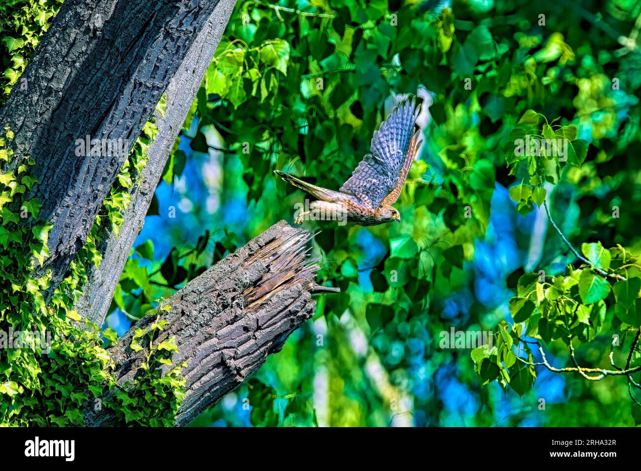 Maschio gheppio falco tinnunculus immagini e fotografie stock ad alta ...