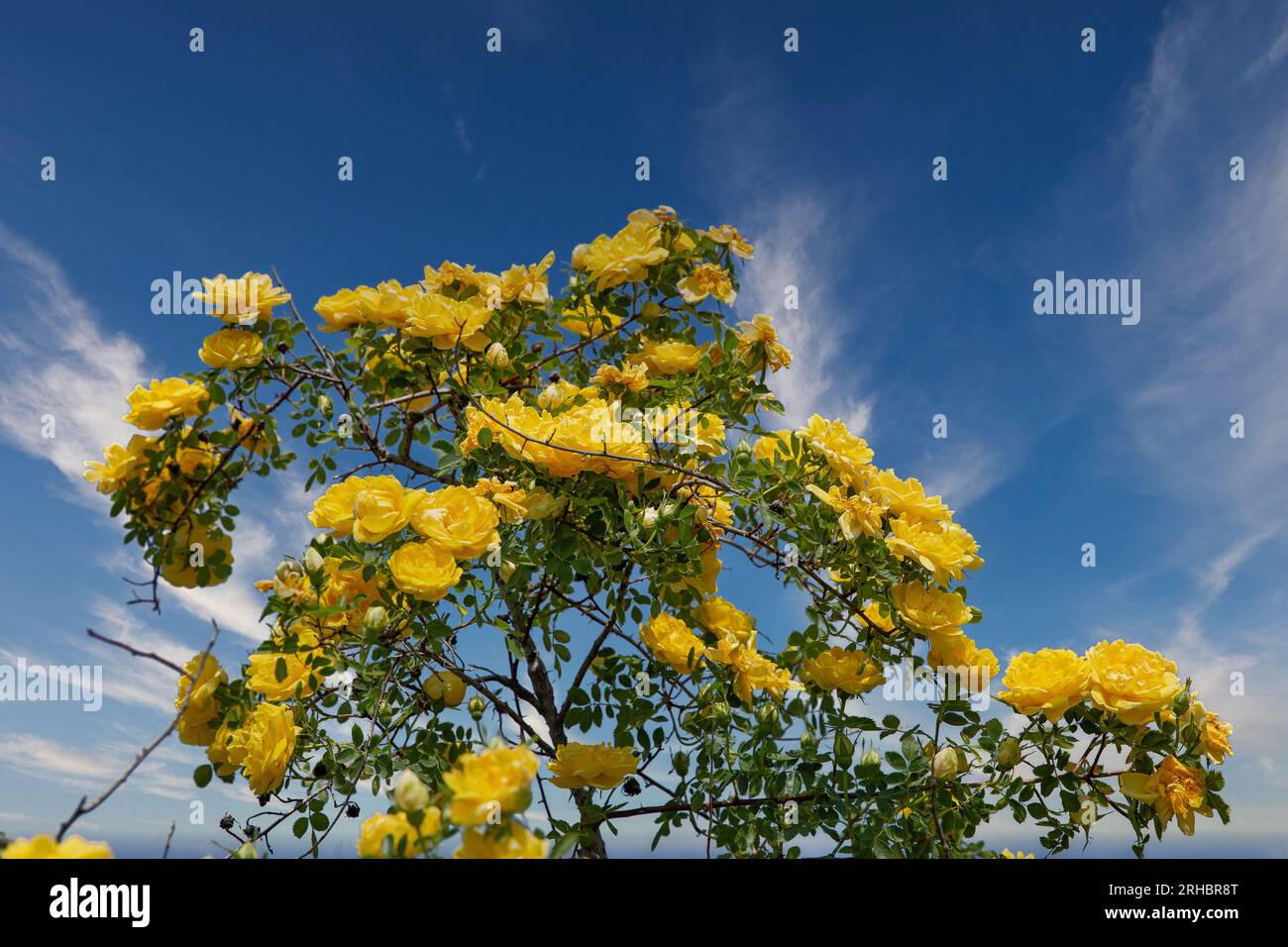 Cespuglio di rose gialle immagini e fotografie stock ad alta ...