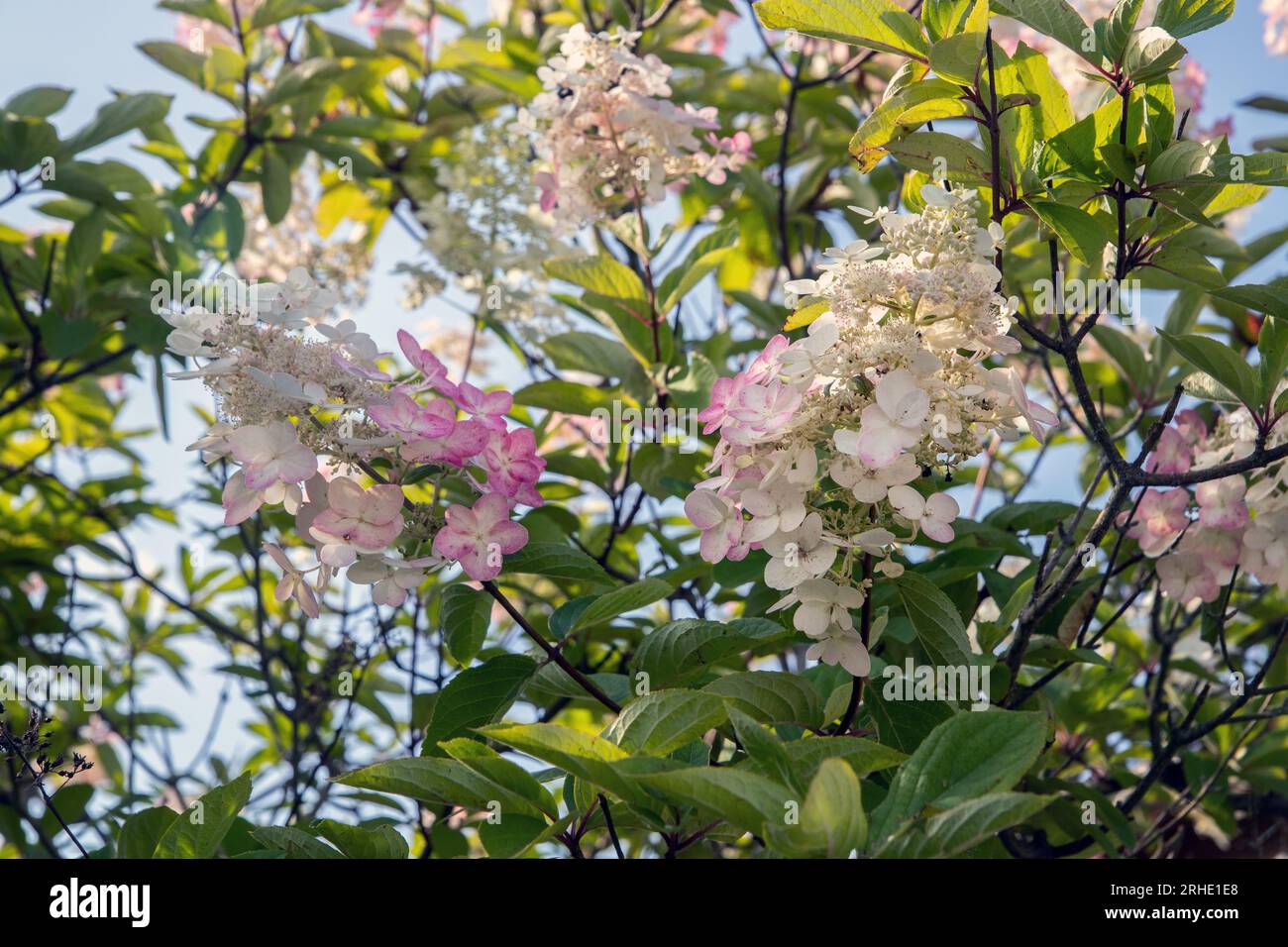 Ortensia paniculata grandiflora immagini e fotografie stock ad alta ...