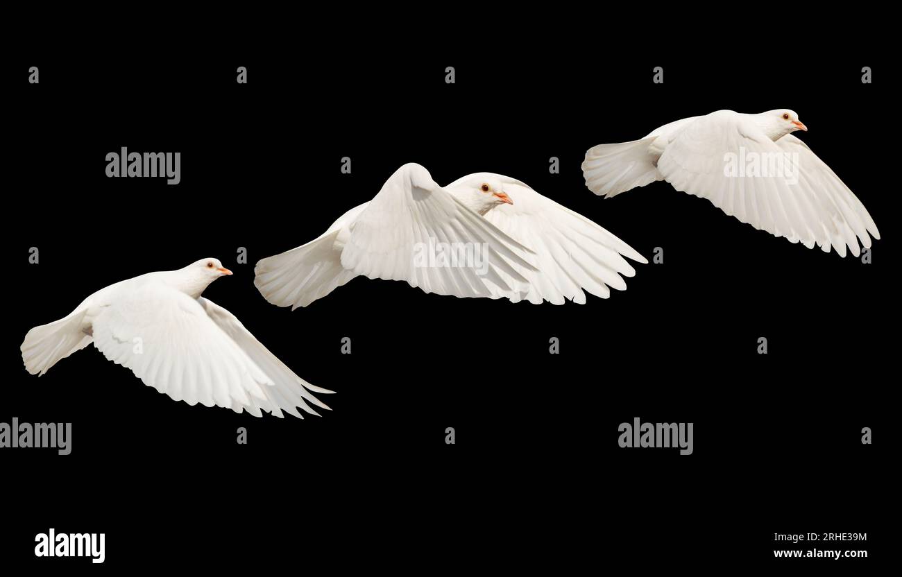 Colombe religieuse immagini e fotografie stock ad alta risoluzione - Alamy