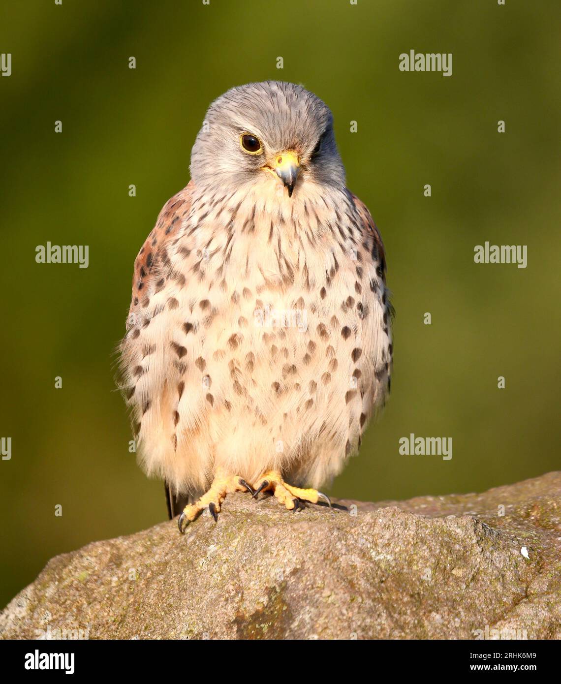 Piume di gheppio immagini e fotografie stock ad alta risoluzione - Alamy