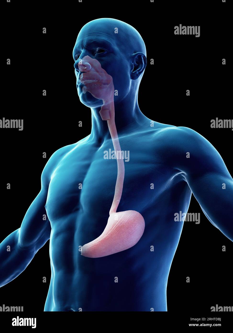 Tratto digestivo superiore immagini e fotografie stock ad alta ...