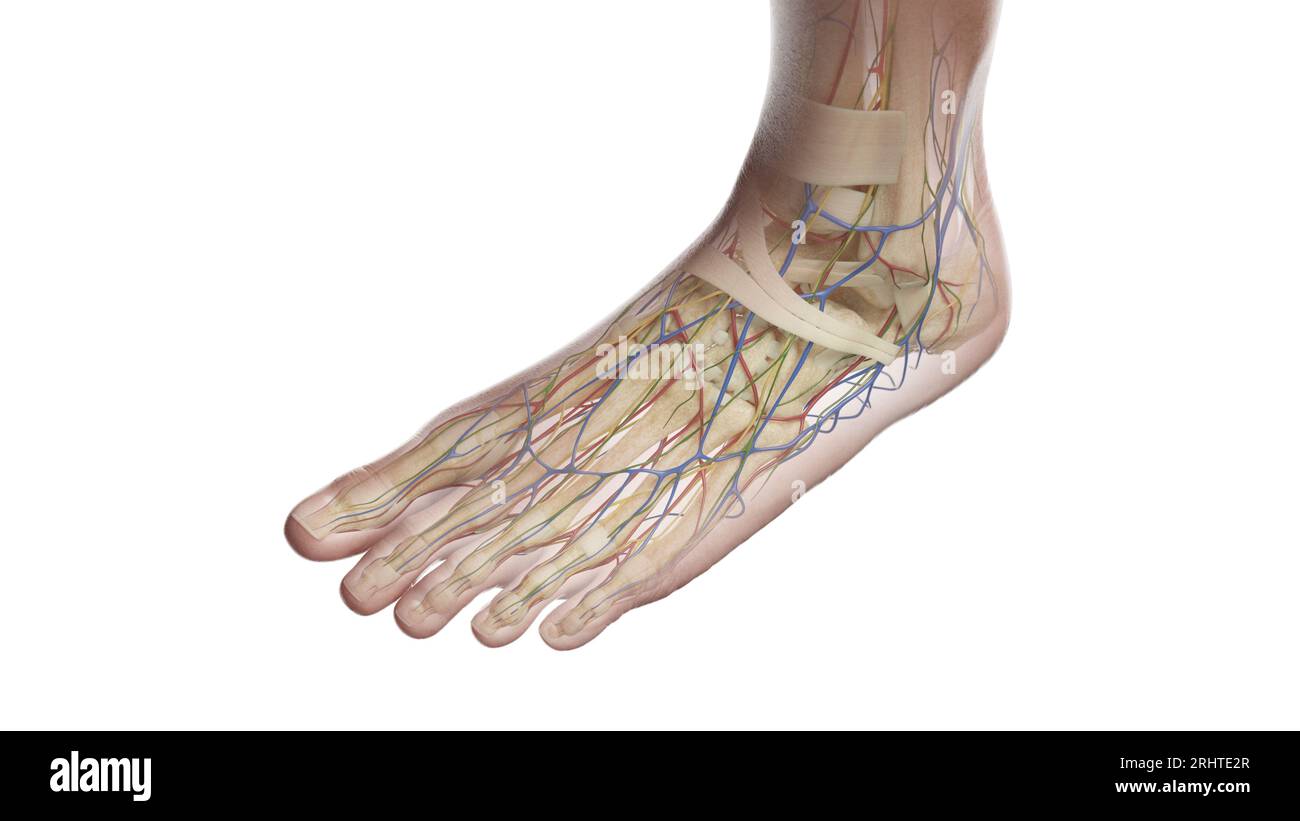 Anatomia Delle Ossa Del Piede Sinistro
