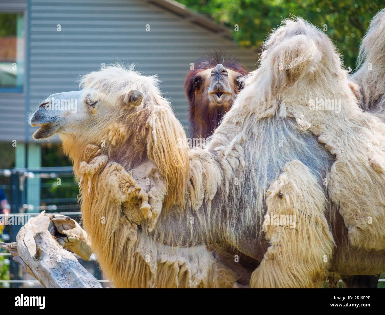 Dorsi di cammello immagini e fotografie stock ad alta risoluzione - Alamy