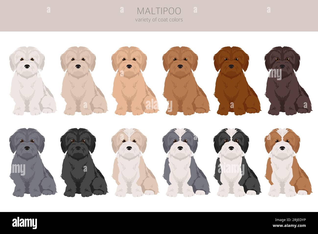 Mix Di Barboncino Maltese