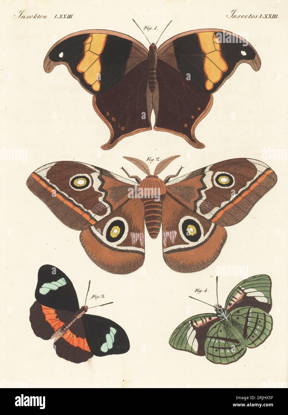 Caerois chorinaeus 1, Cape lappet Moth, Eutricha capensis 2, e obrina ...