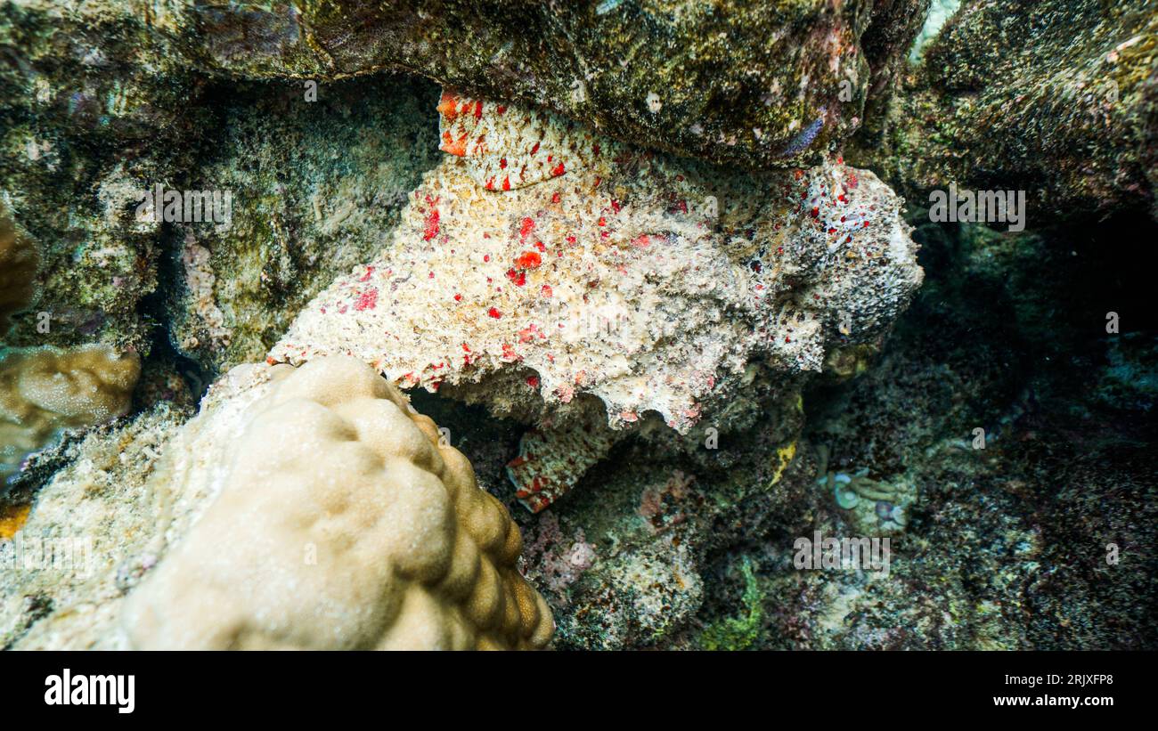 Pesce di pietra velenoso immagini e fotografie stock ad alta ...
