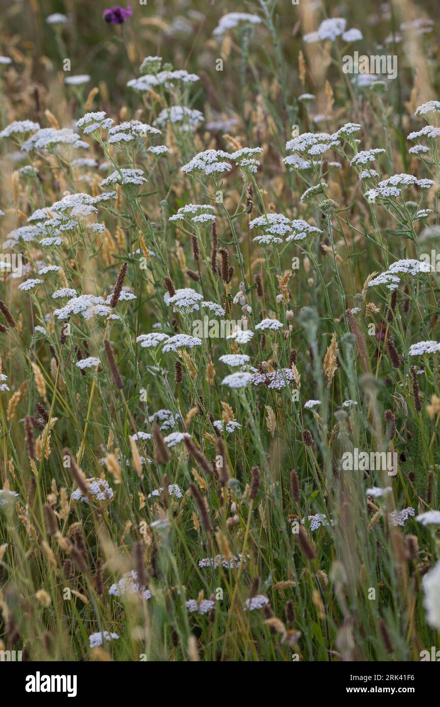 Schafgarbe, Gewöhnliche Schafgarbe, Wiesen-Schafgarbe, Schafgabe, Achillea millefolium, achillea ...