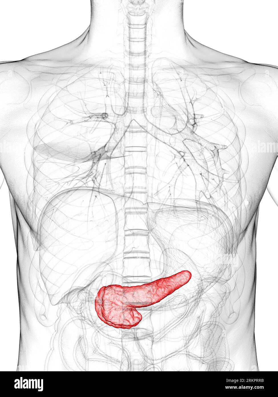 Gli enzimi digestivi del pancreas immagini e fotografie stock ad alta ...