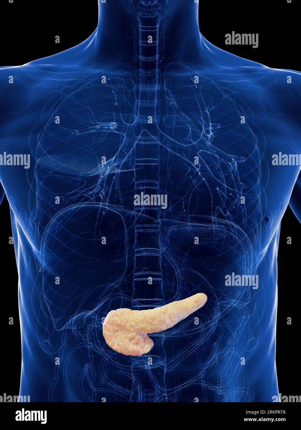 Gli enzimi digestivi del pancreas immagini e fotografie stock ad alta ...