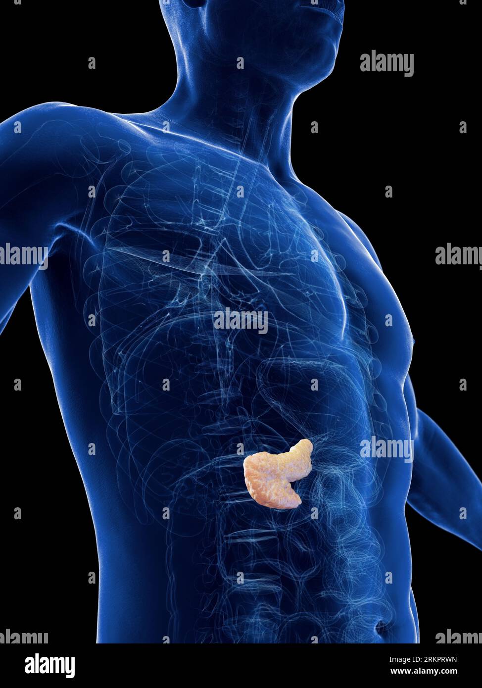 Gli enzimi digestivi del pancreas immagini e fotografie stock ad alta ...