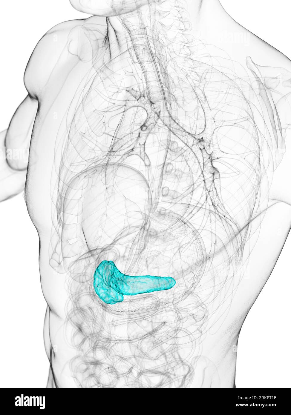 Gli enzimi digestivi del pancreas immagini e fotografie stock ad alta ...