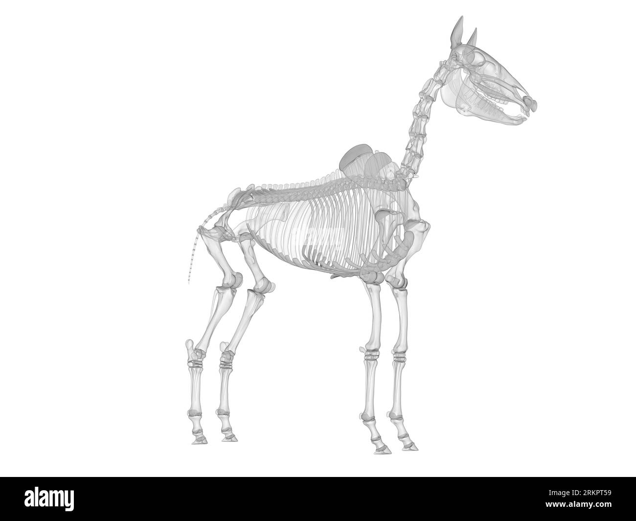 Equine anatomy Foto e Immagini Stock in Bianco e Nero - Alamy