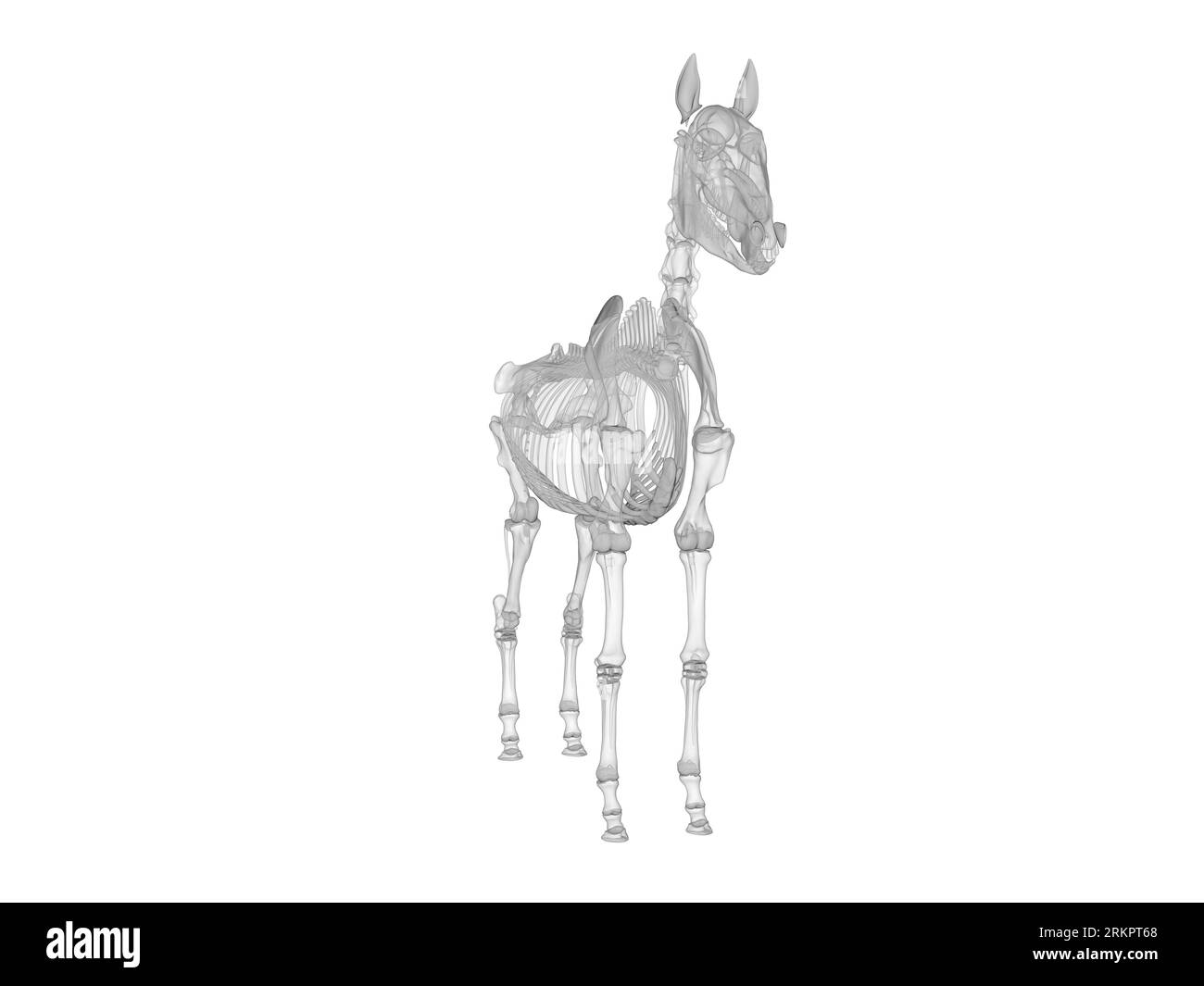 Anatomia anatomica illustrazione anatomia del cavallo Foto e Immagini ...