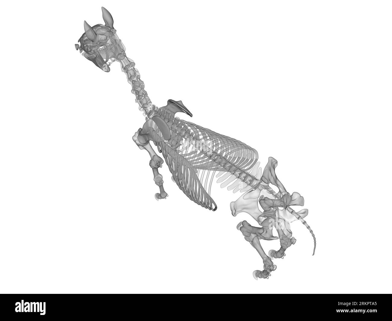 Equine anatomy Foto e Immagini Stock in Bianco e Nero - Alamy