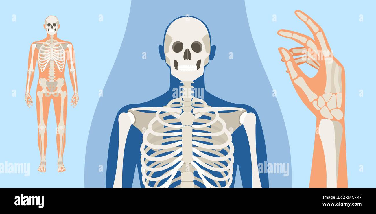 Sistema scheletrico in anatomia maschile Immagini Vettoriali Stock - Alamy