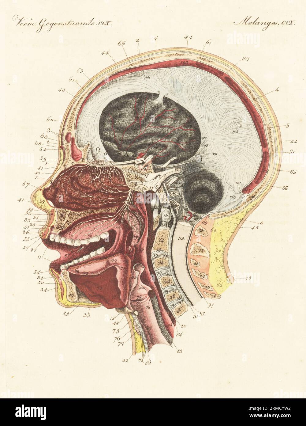 Anatomia del senso dell'olfatto o dell'olfazione nel naso umano ...