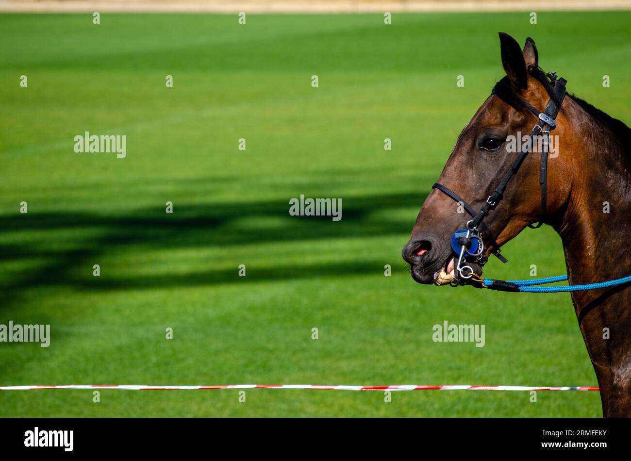 Testa di cavallo su sfondo nero immagini e fotografie stock ad alta ...