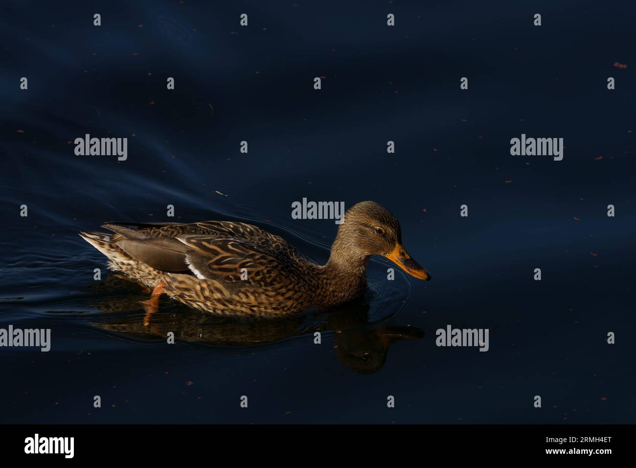 Genus anas immagini e fotografie stock ad alta risoluzione - Alamy