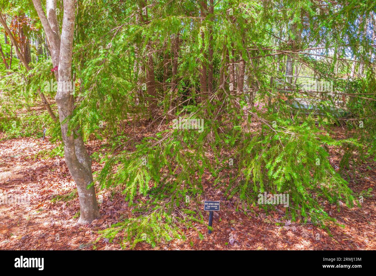 Nordjapanischer hemlockbaum immagini e fotografie stock ad alta ...