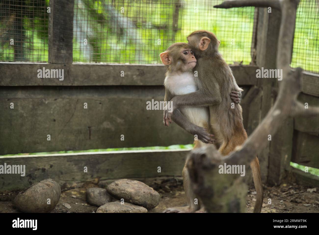 Macaco che socializza immagini e fotografie stock ad alta risoluzione - Alamy