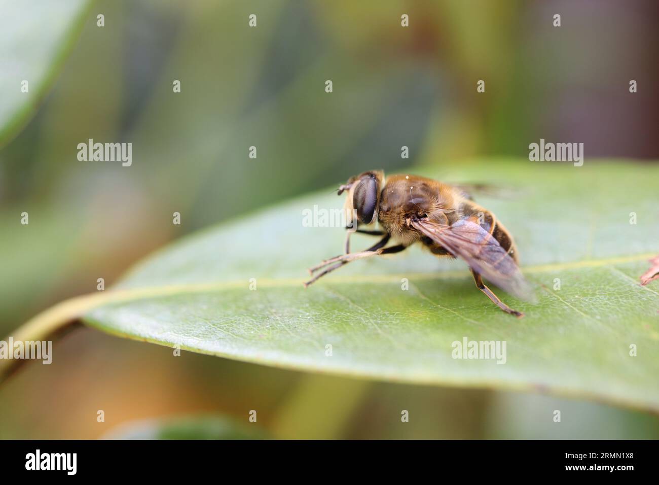 Ape fogliare immagini e fotografie stock ad alta risoluzione - Alamy