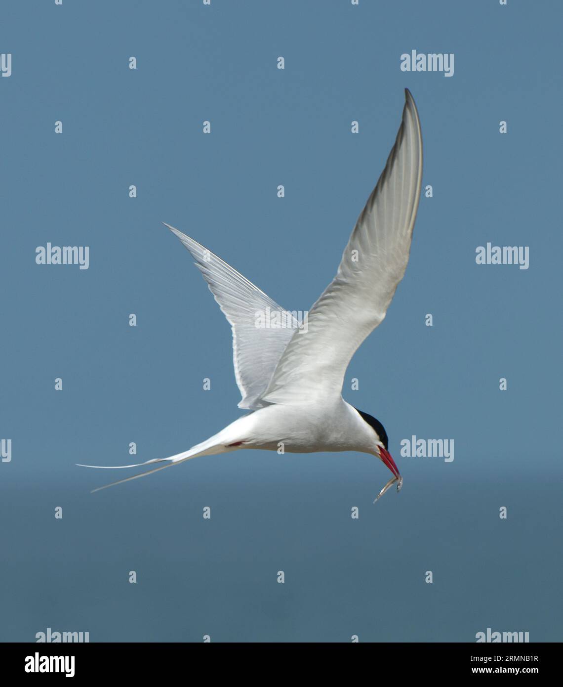 Conto sollevato immagini e fotografie stock ad alta risoluzione - Alamy